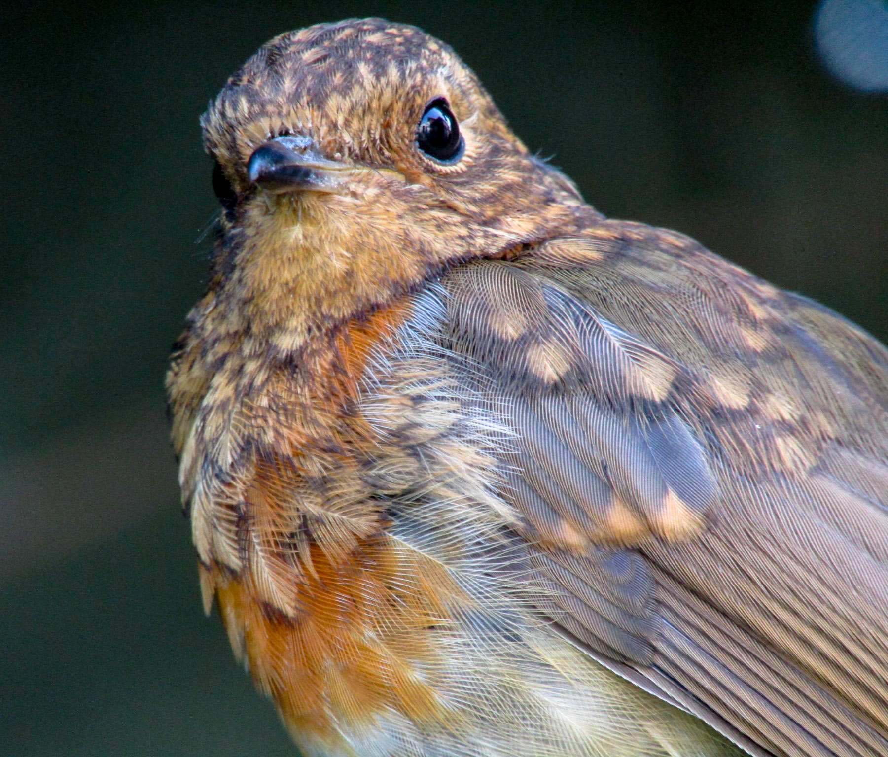 Wendy Imprett – Bird – The Havering Daily