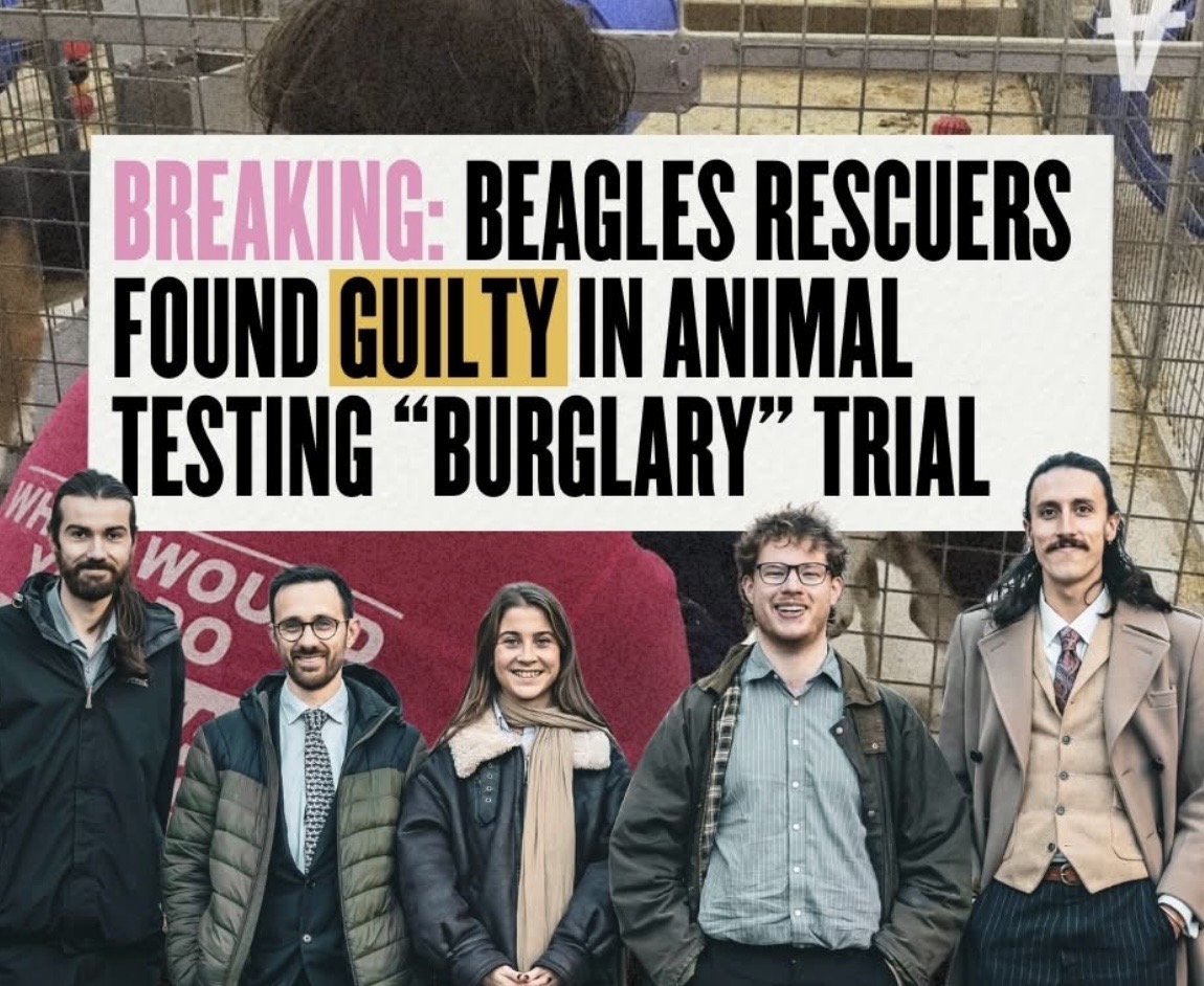 Screenshot – The Havering Daily